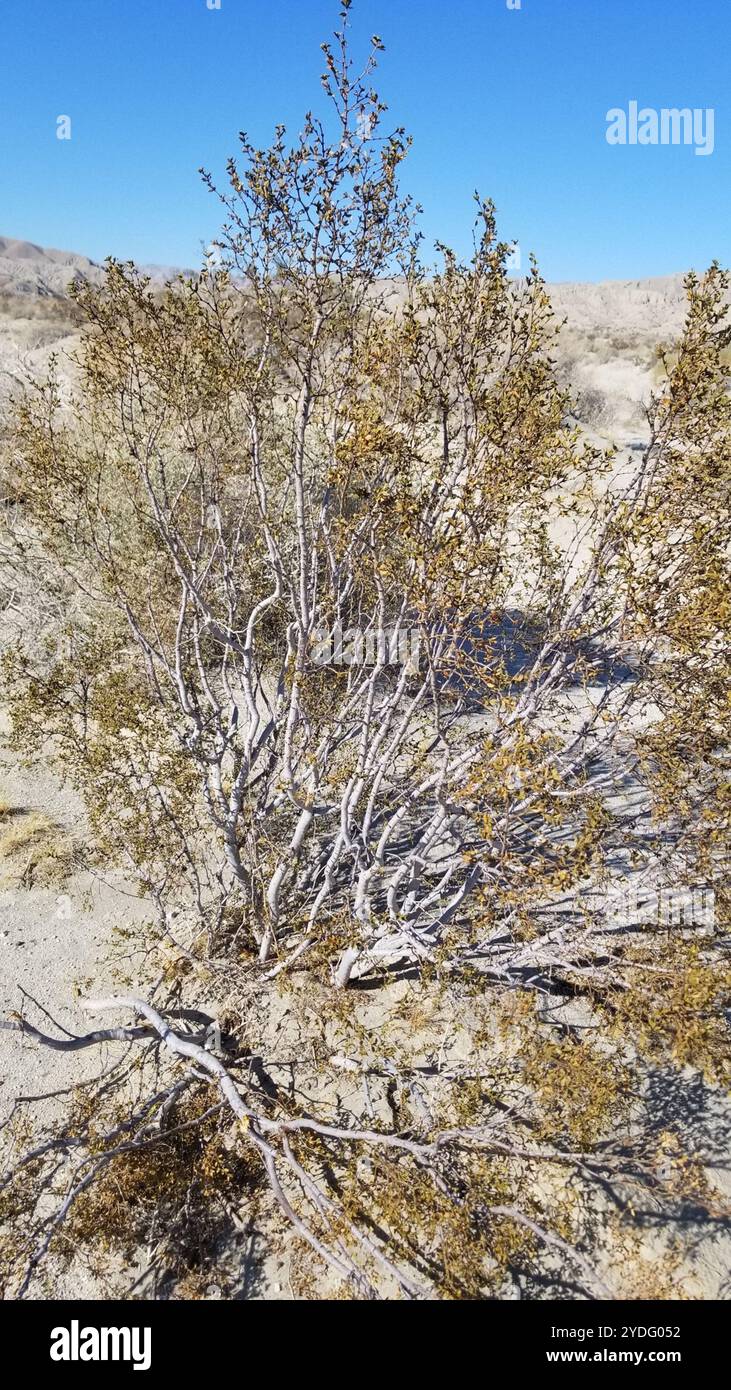 Creosote Bush (Larrea tridentata Stock Photo - Alamy
