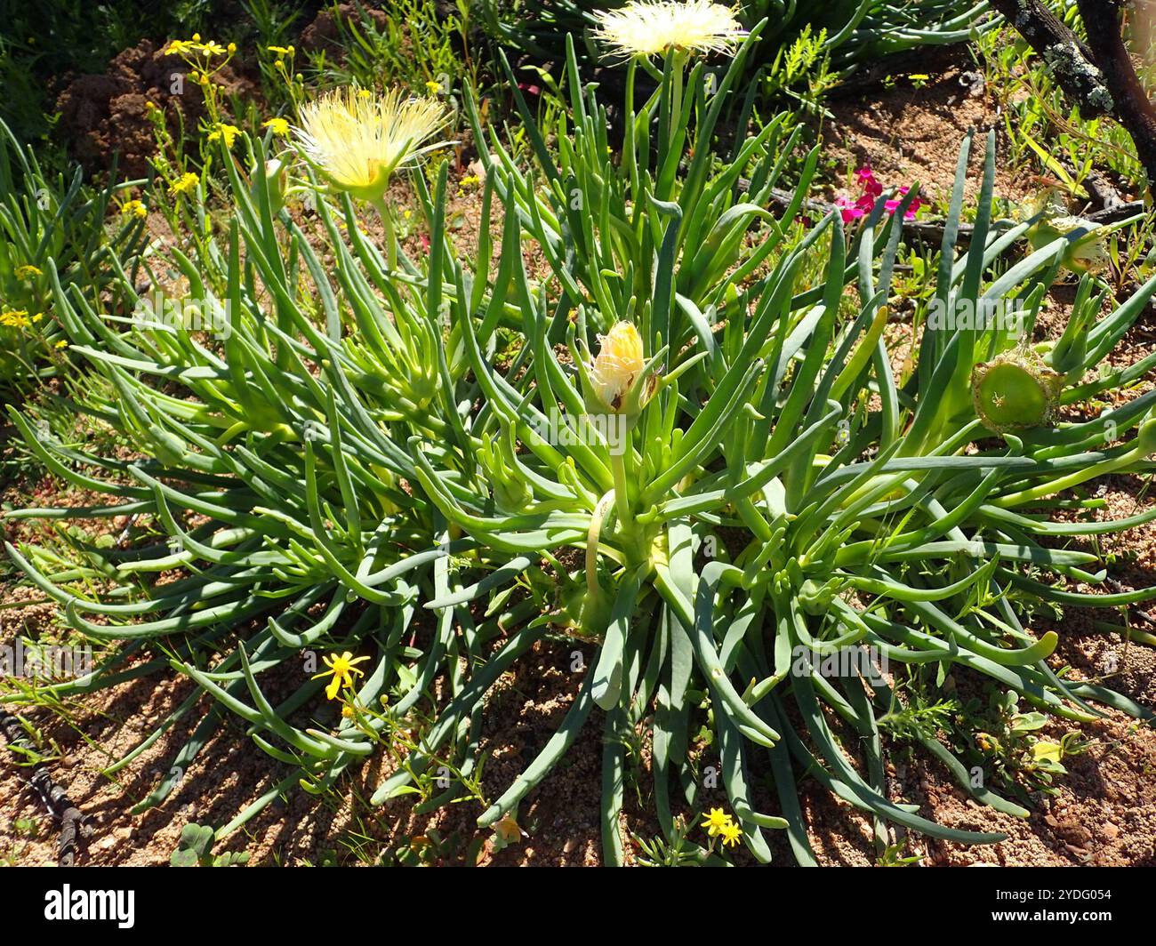 Pig's-root (Conicosia pugioniformis Stock Photo - Alamy
