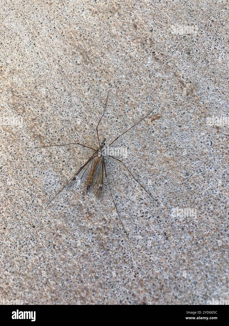 European Crane Fly (Tipula paludosa Stock Photo - Alamy