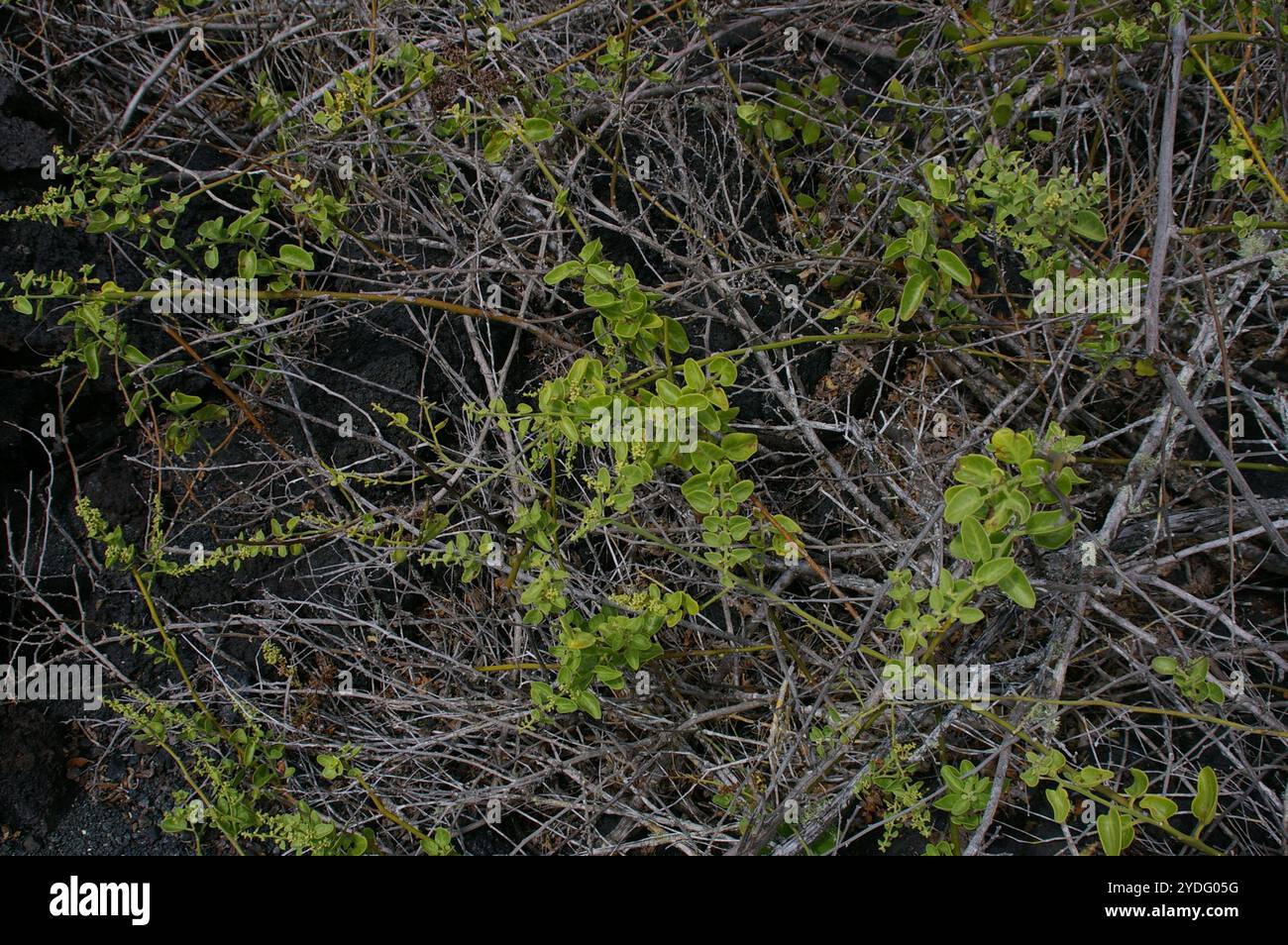 salt bush (Cryptocarpus pyriformis Stock Photo - Alamy