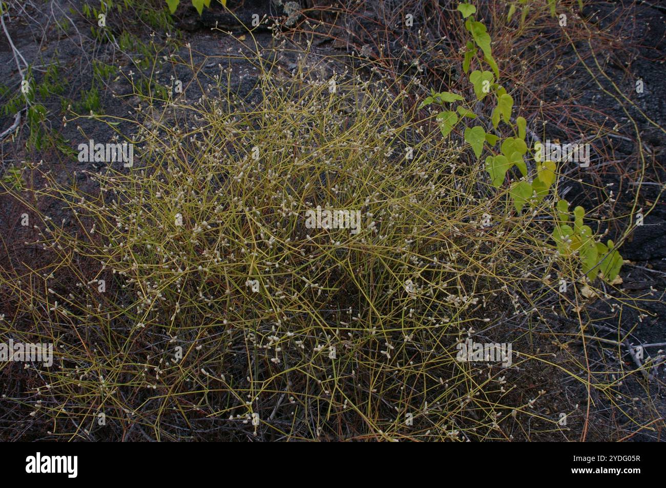 threadleaf chaff flower (Alternanthera filifolia Stock Photo - Alamy