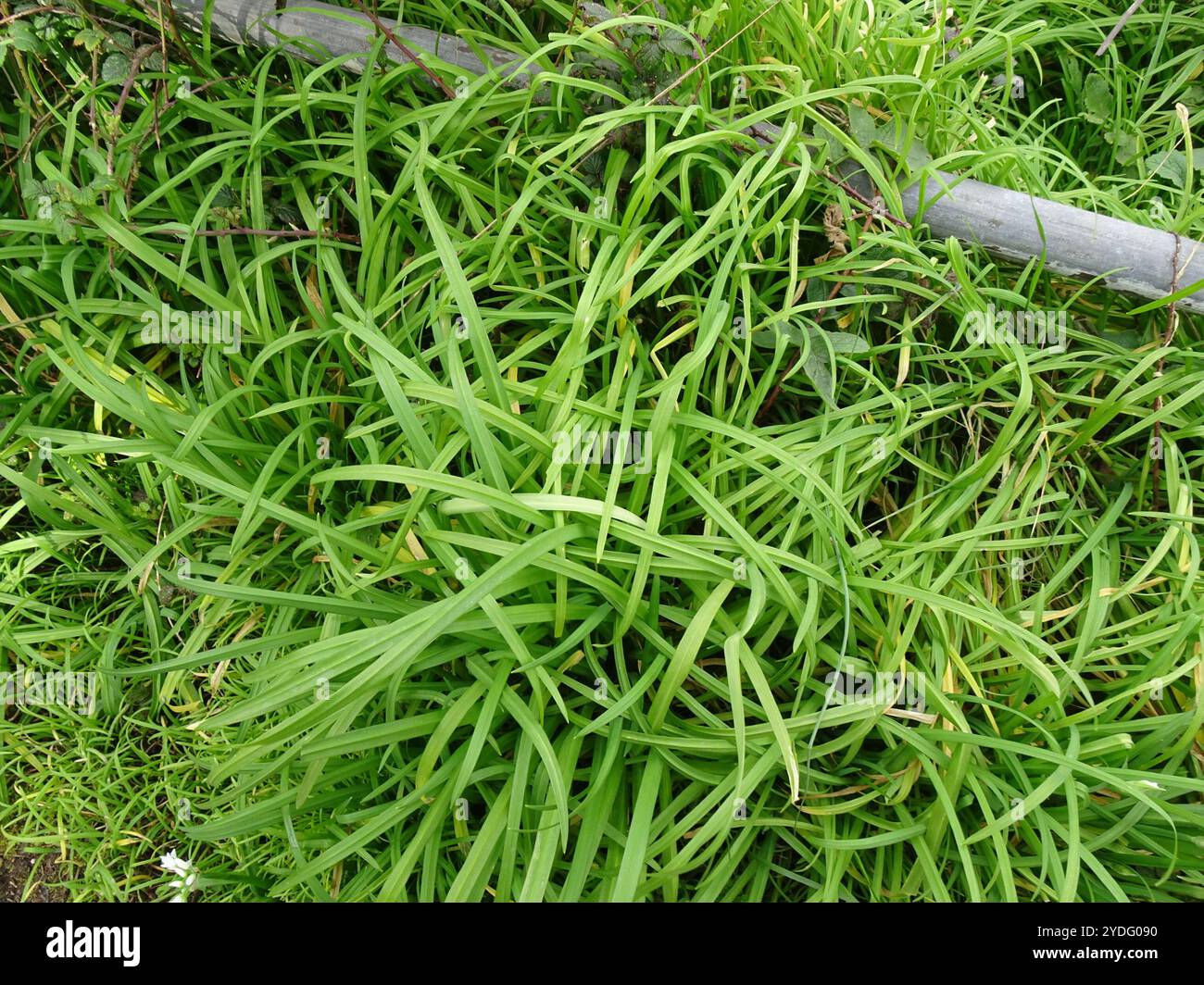 Three-cornered garlic (Allium triquetrum Stock Photo - Alamy
