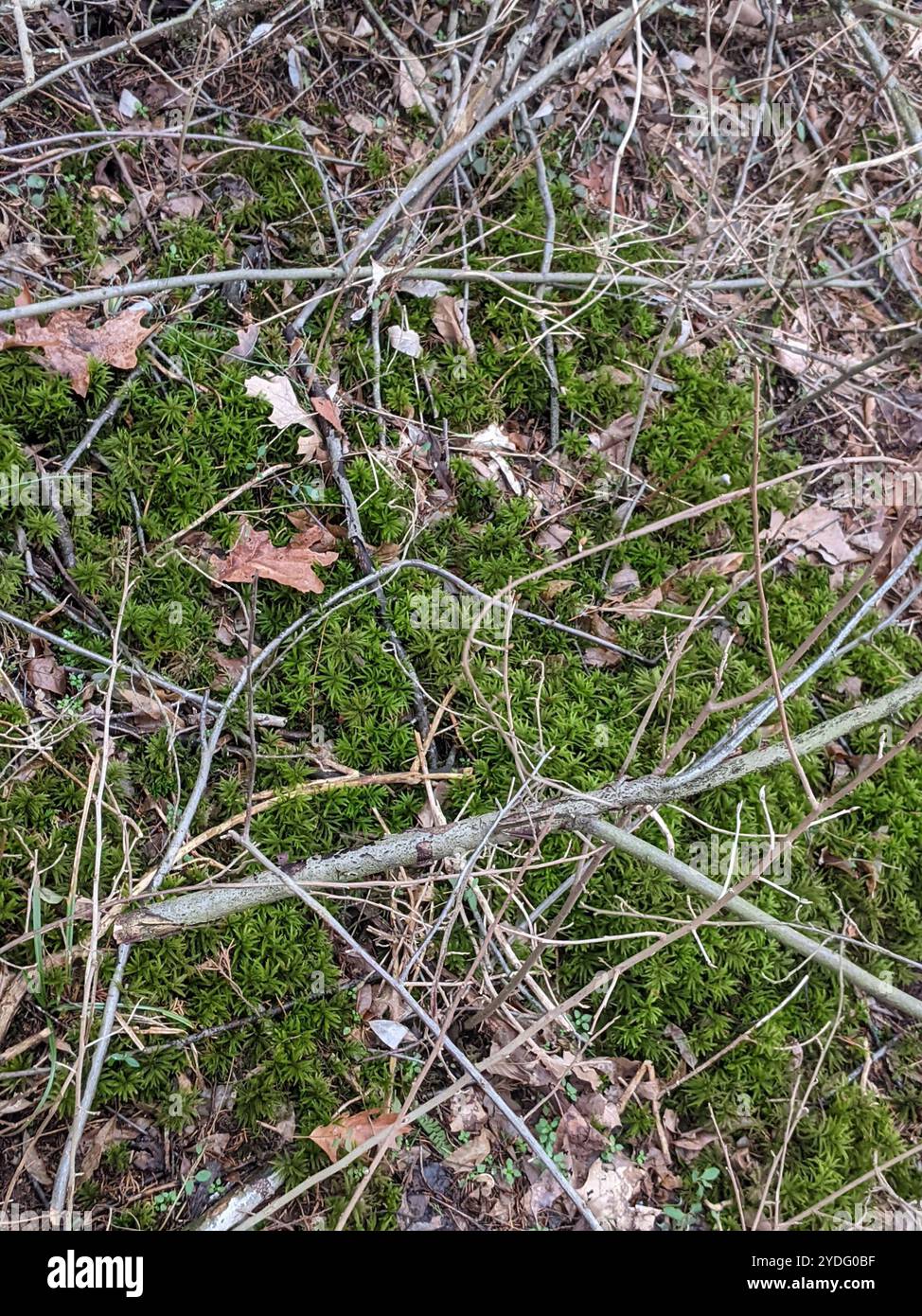 American Tree Moss (Climacium americanum Stock Photo - Alamy