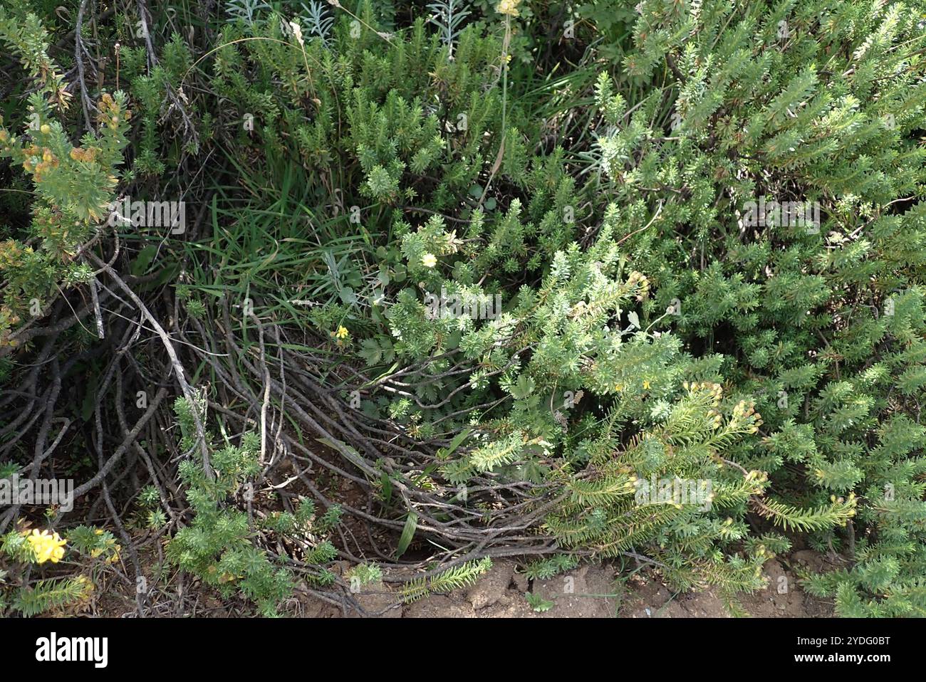 Mt Currie True-Eye (Euryops tysonii Stock Photo - Alamy