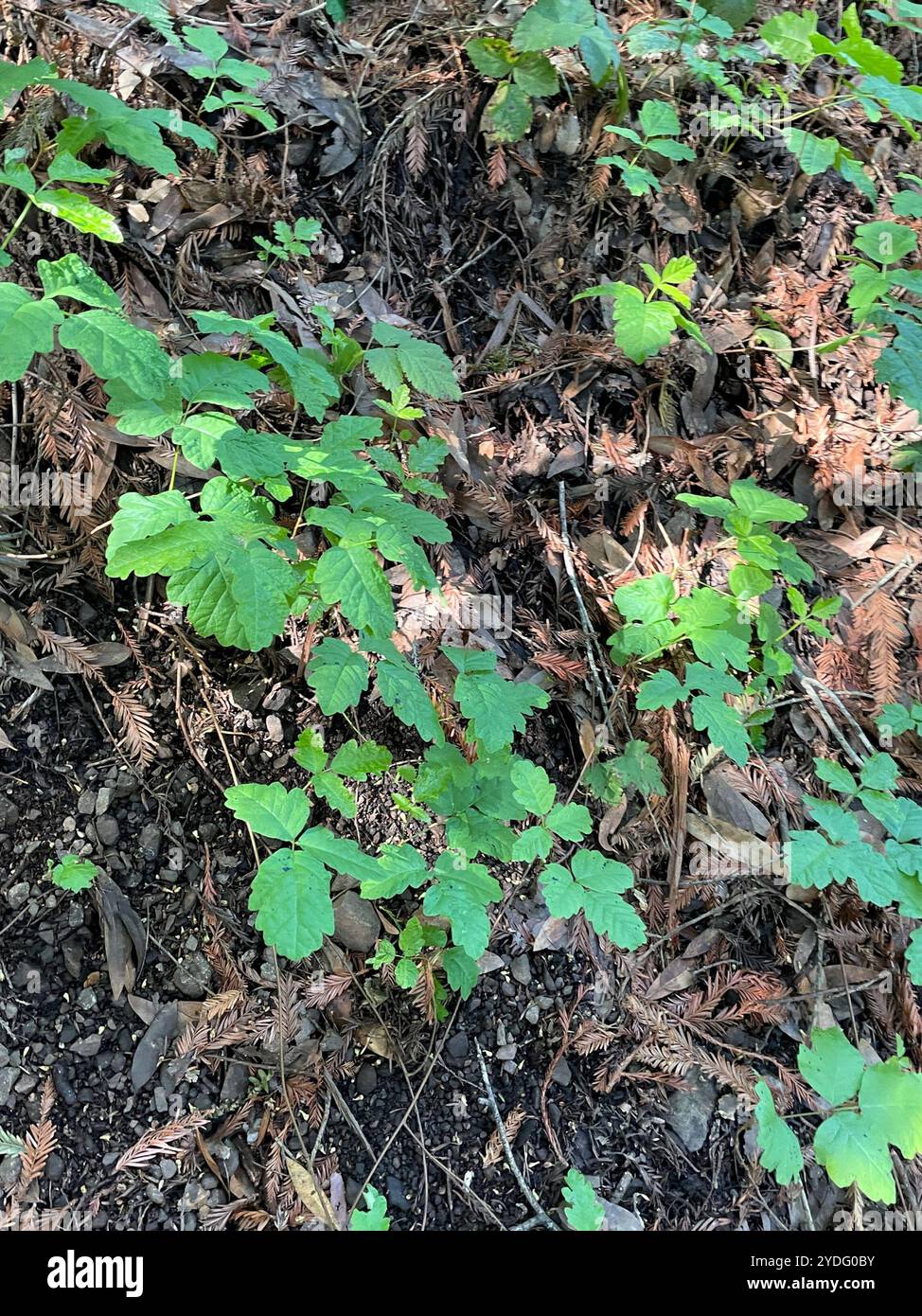 Pacific poison oak (Toxicodendron diversilobum Stock Photo - Alamy