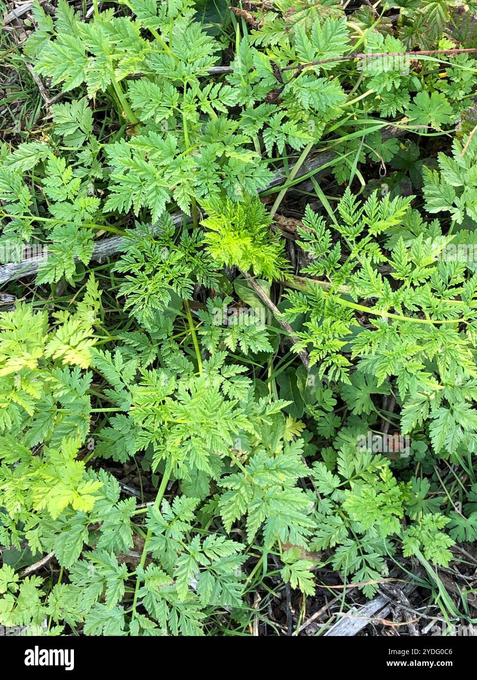 poison hemlock (Conium maculatum Stock Photo - Alamy