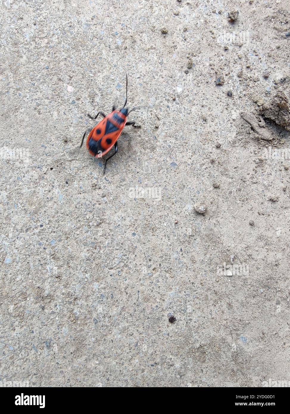 European Firebug (Pyrrhocoris apterus Stock Photo - Alamy European Firebug (Pyrrhocoris apterus Stock Photo - Alamy