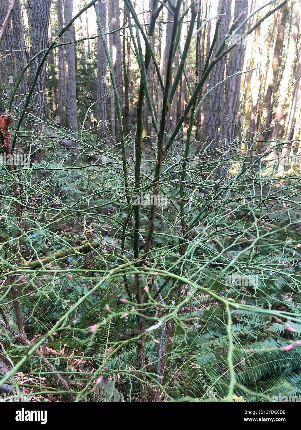 Red Huckleberry (Vaccinium parvifolium Stock Photo - Alamy