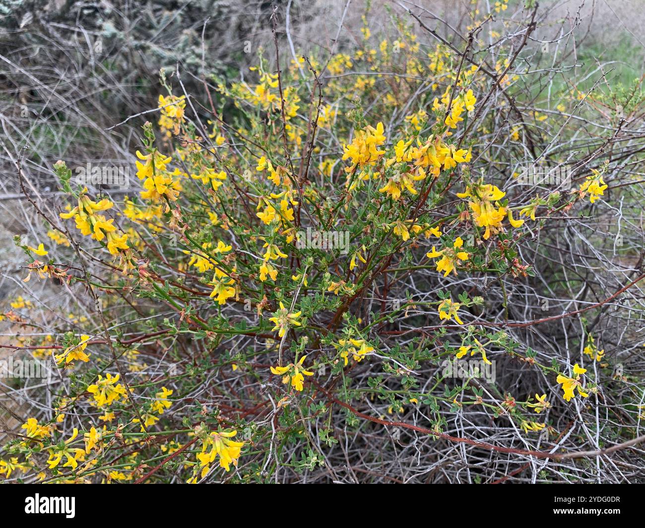 deerweed (Acmispon glaber Stock Photo - Alamy