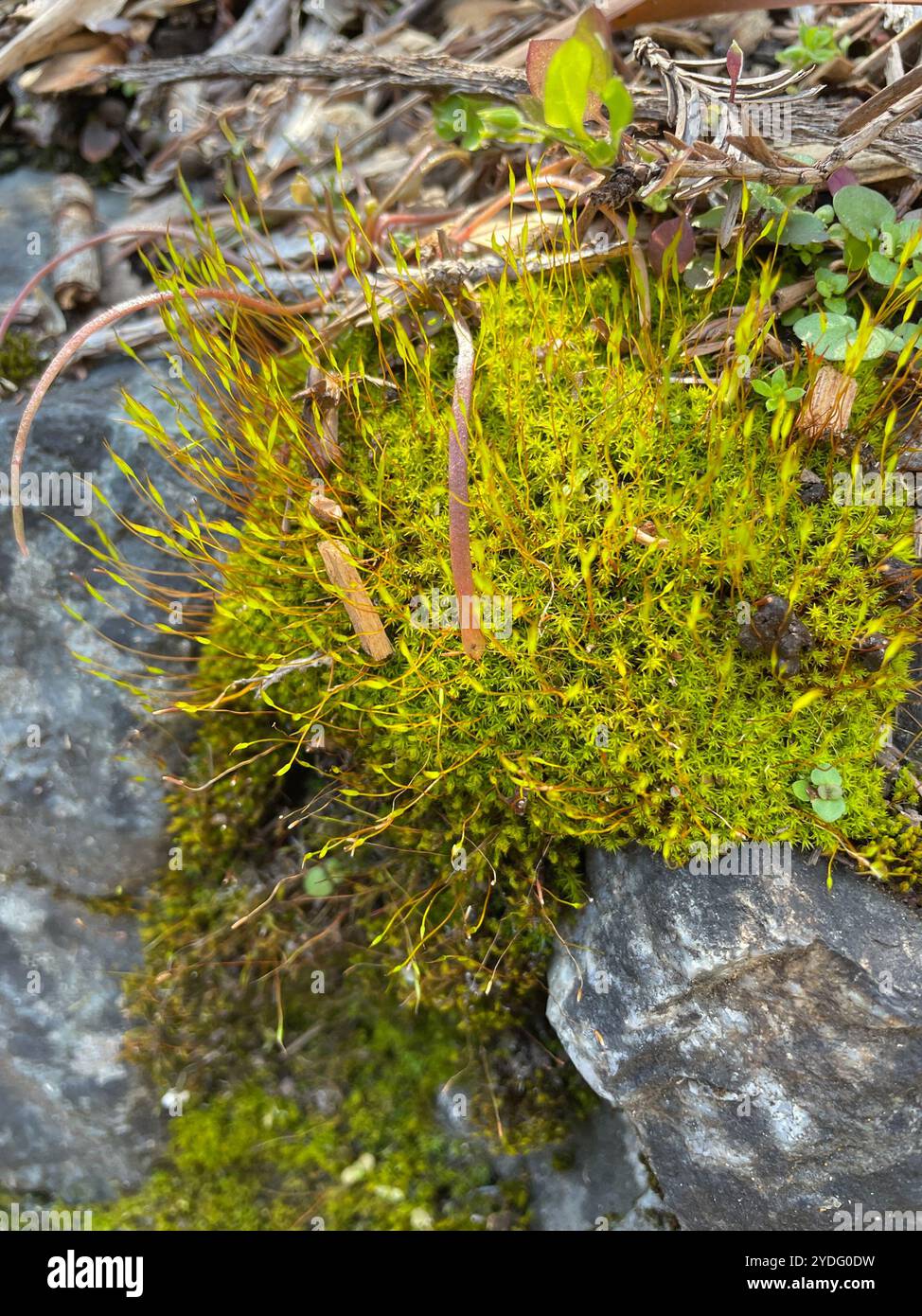 Wall Screw-moss (Tortula muralis Stock Photo - Alamy