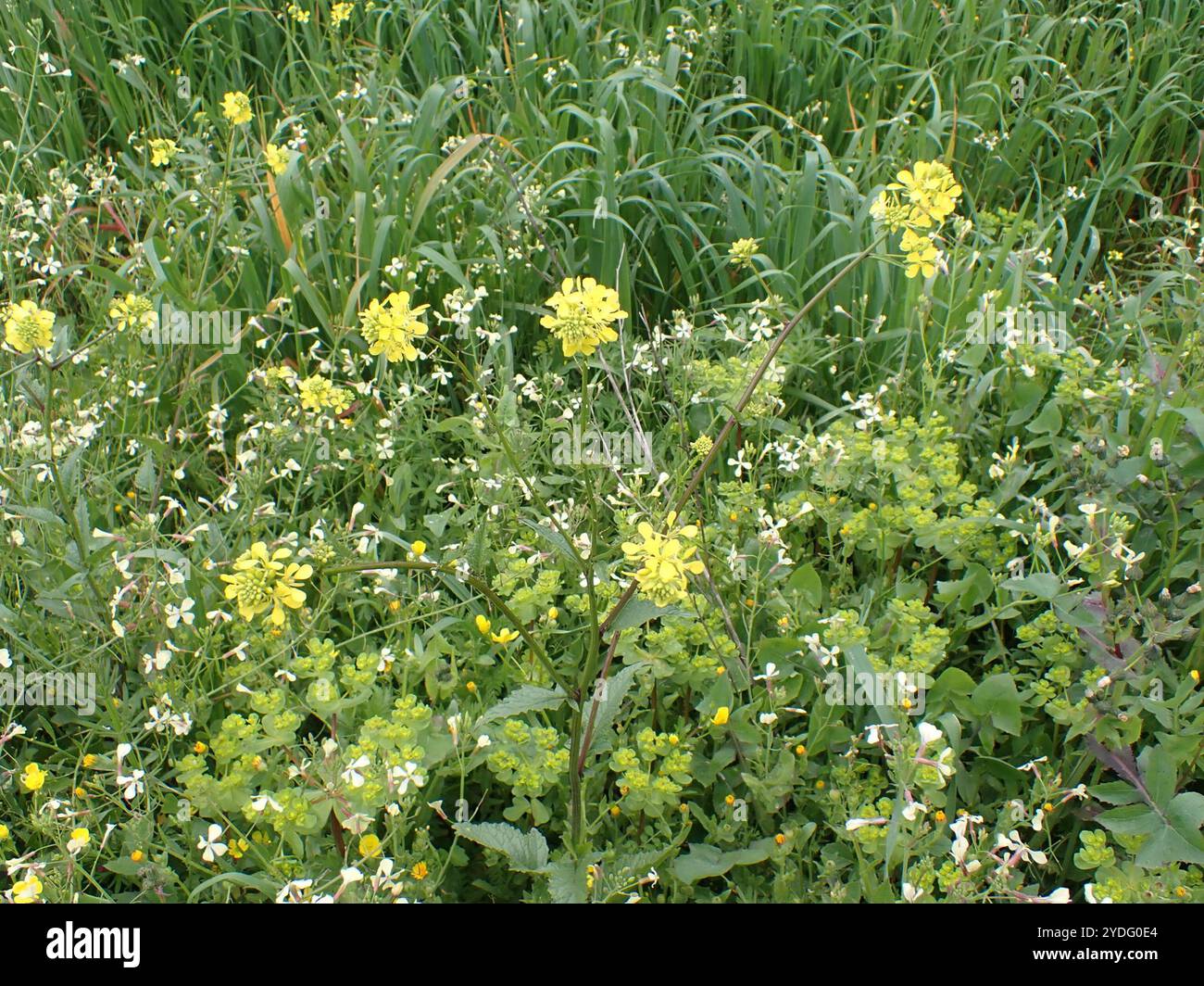 White Mustard (Sinapis alba Stock Photo - Alamy