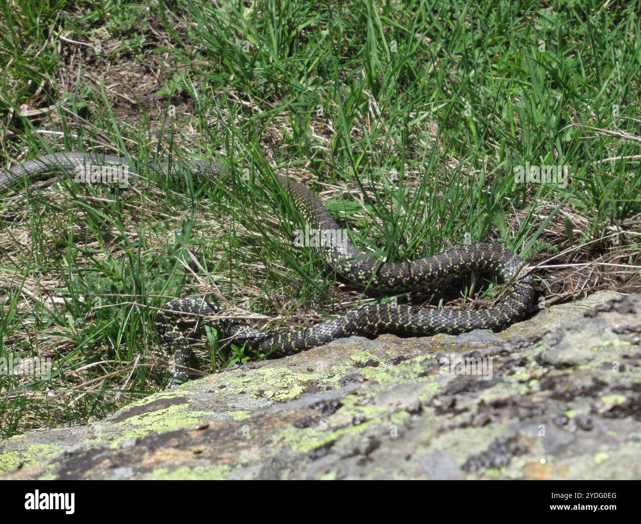 Green Whip Snake (Hierophis viridiflavus Stock Photo - Alamy