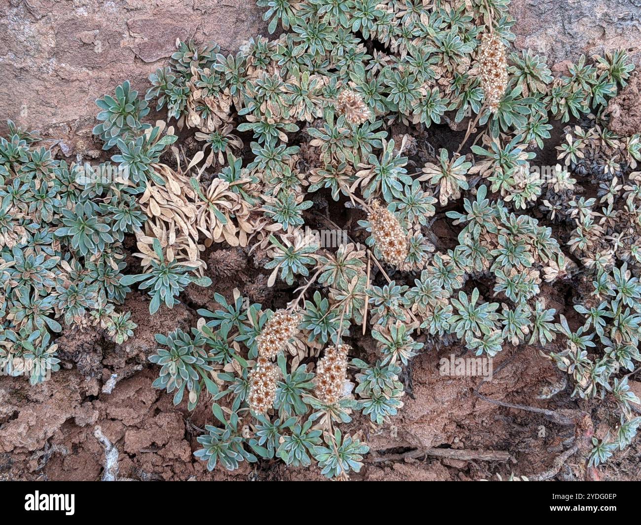 Petrophytum hi-res stock photography and images - Alamy