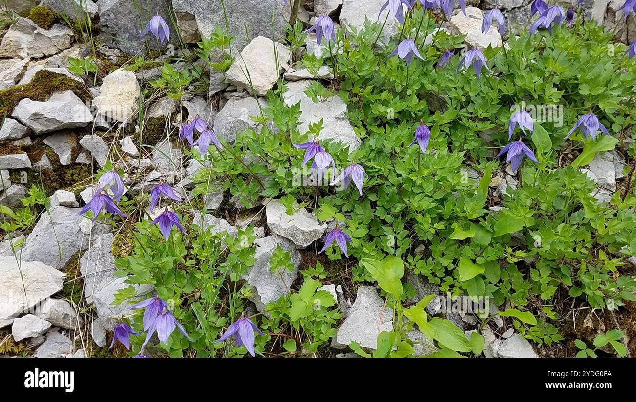blue clematis (Clematis columbiana Stock Photo - Alamy