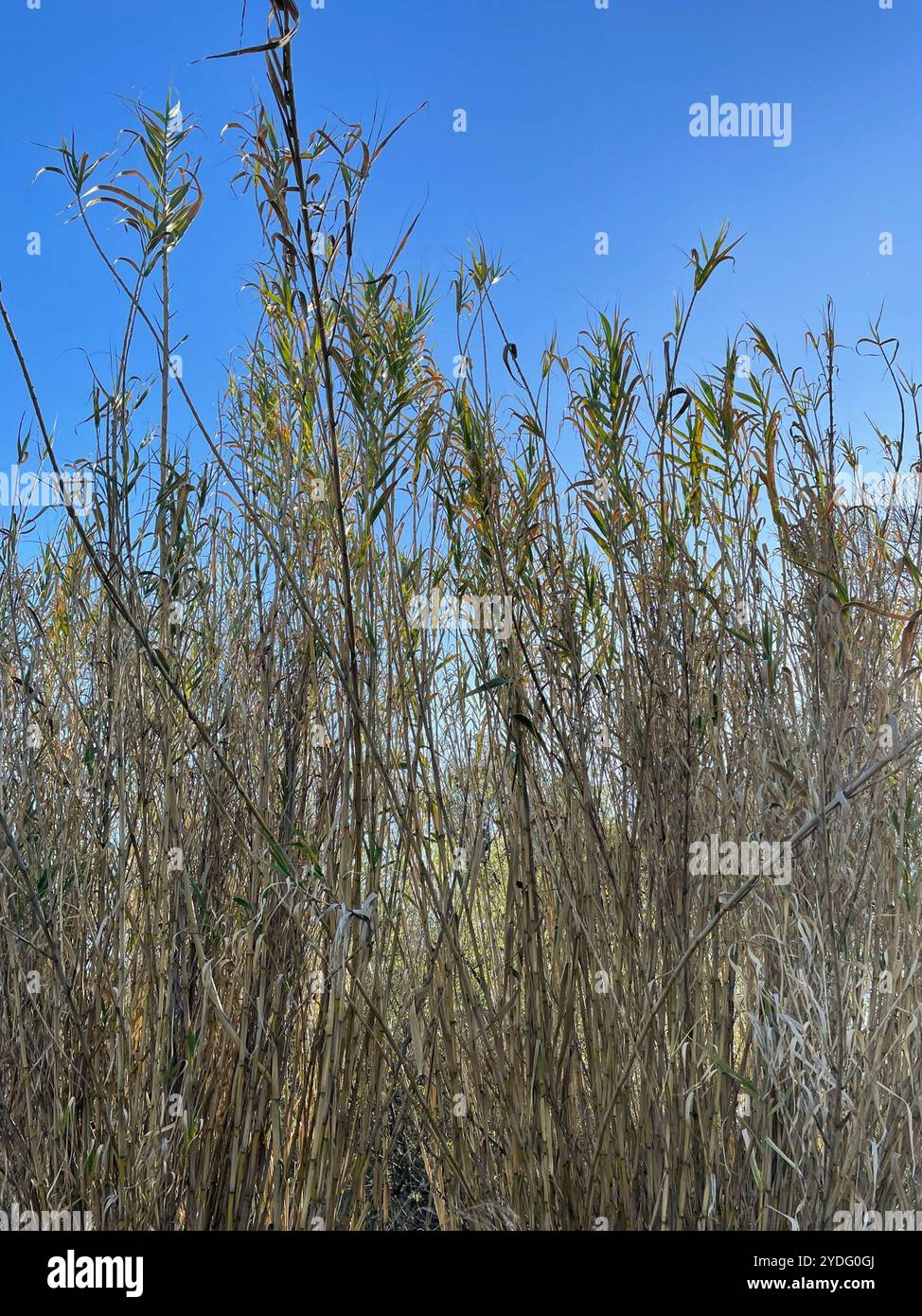 giant reed (Arundo donax Stock Photo - Alamy