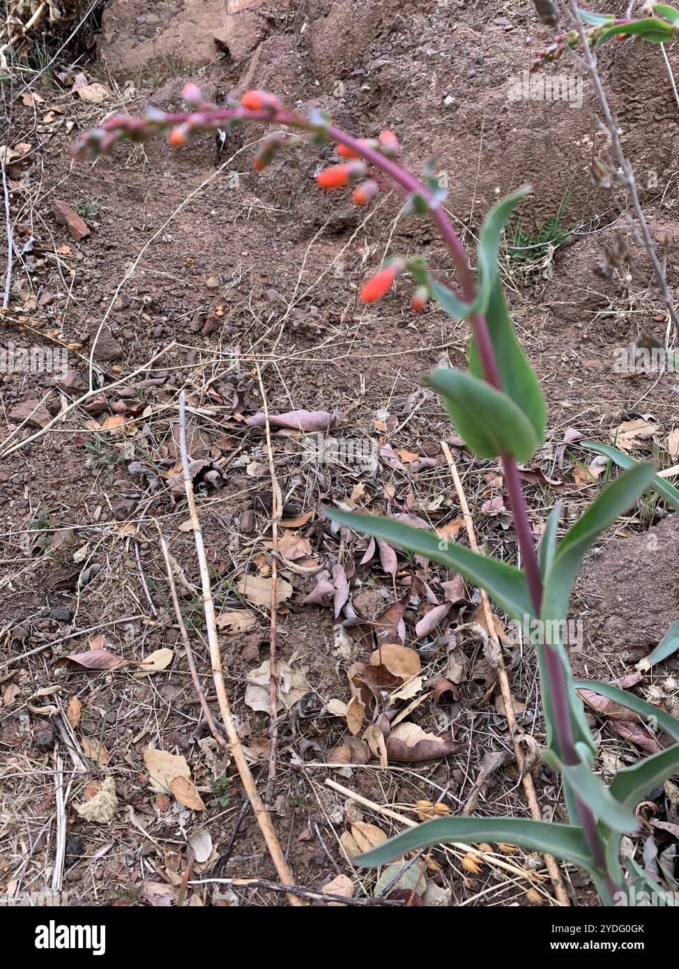 scarlet bugler (Penstemon centranthifolius Stock Photo - Alamy