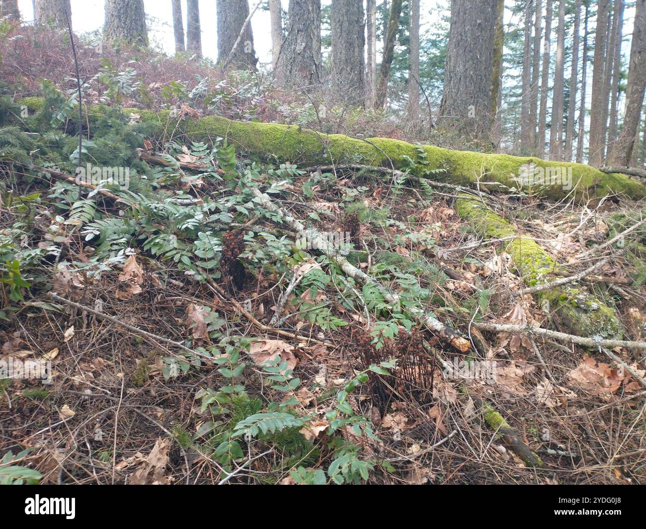 Ghost Pipe (Monotropa uniflora Stock Photo - Alamy