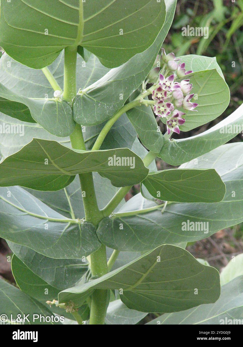 giant milkweed (Calotropis procera Stock Photo - Alamy