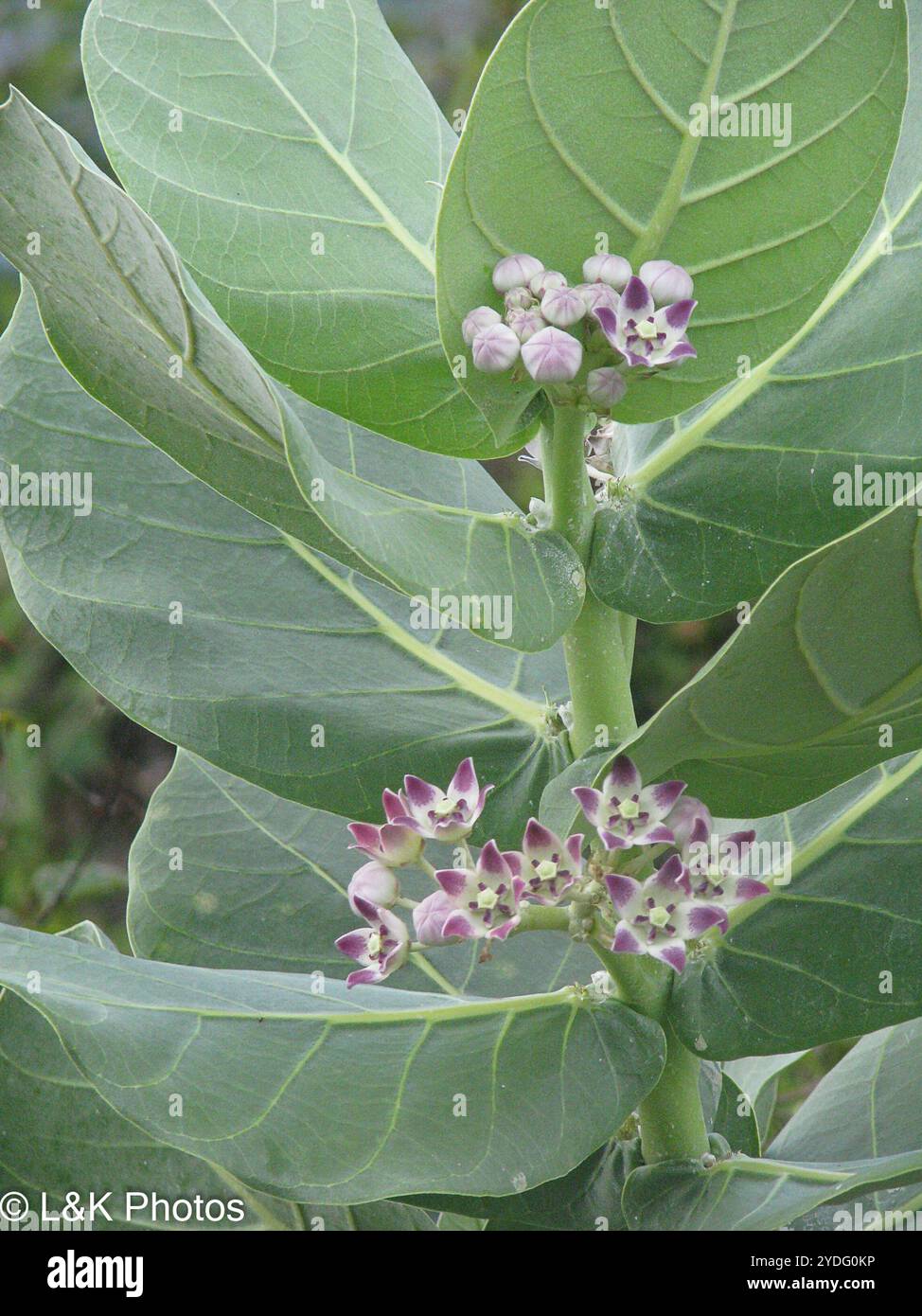 giant milkweed (Calotropis procera Stock Photo - Alamy