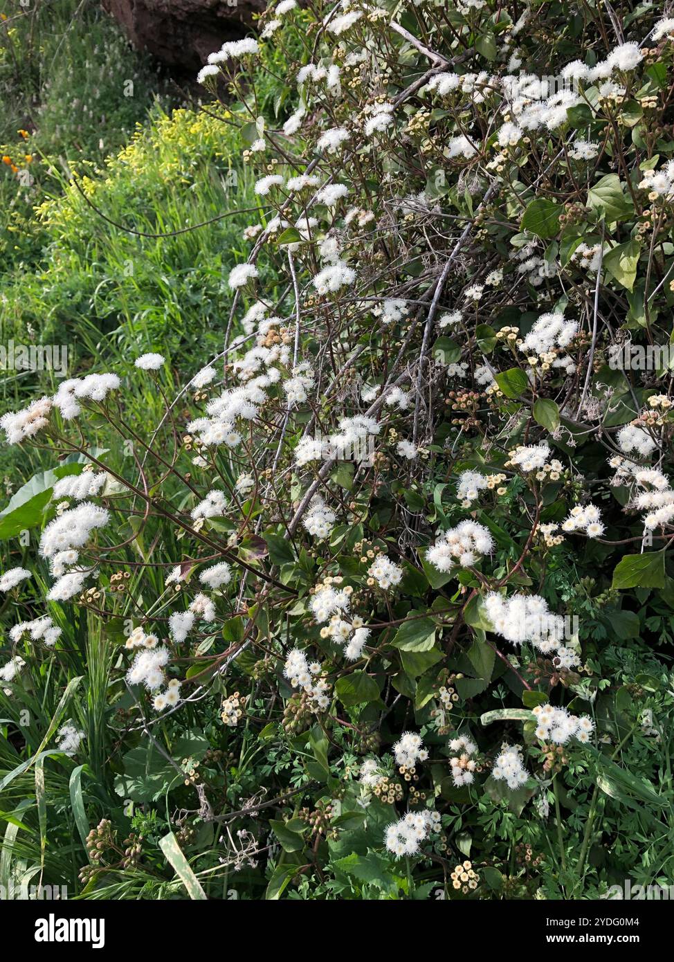 Crofton Weed (Ageratina adenophora Stock Photo - Alamy