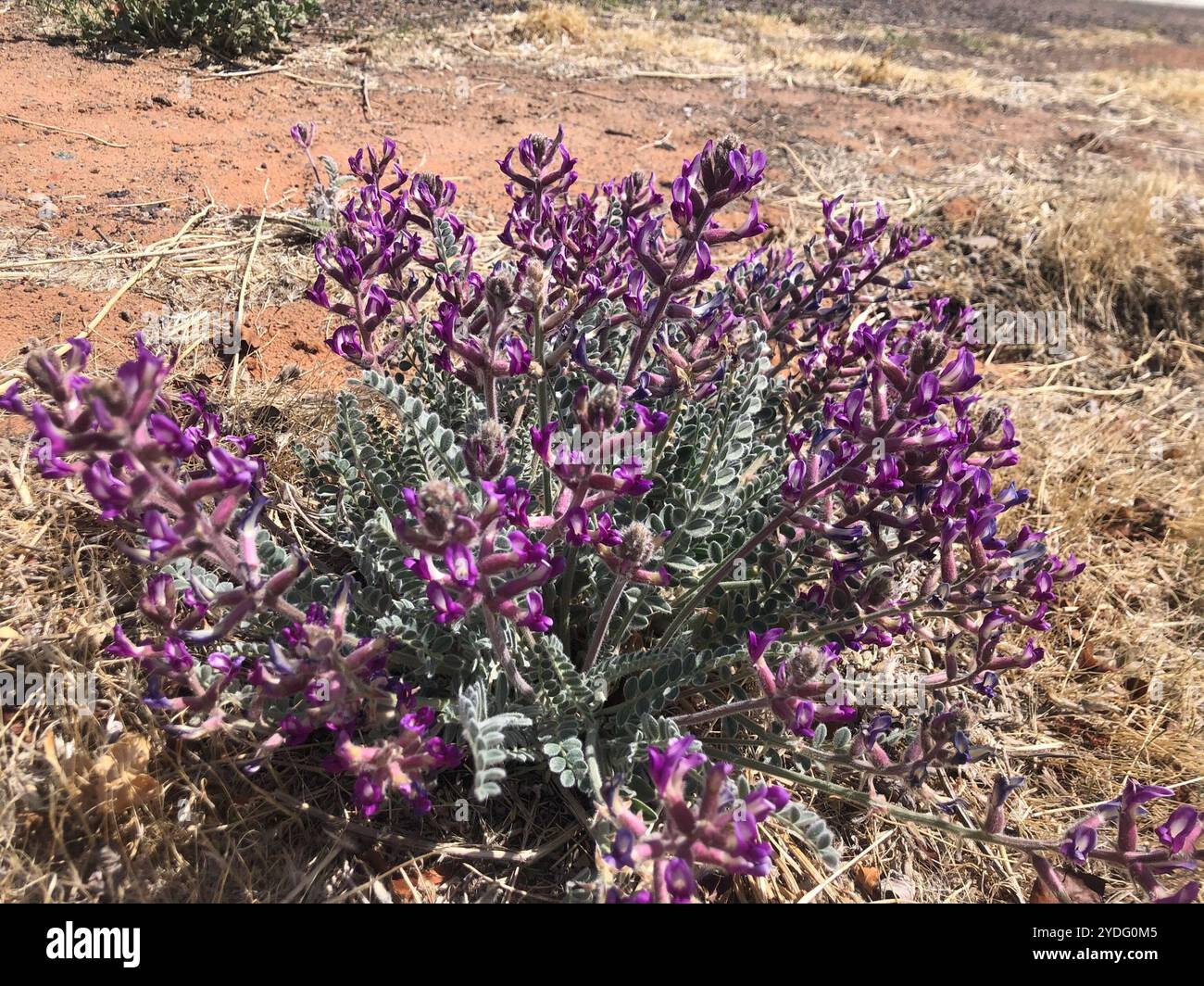 Woolly locoweed hi-res stock photography and images - Alamy