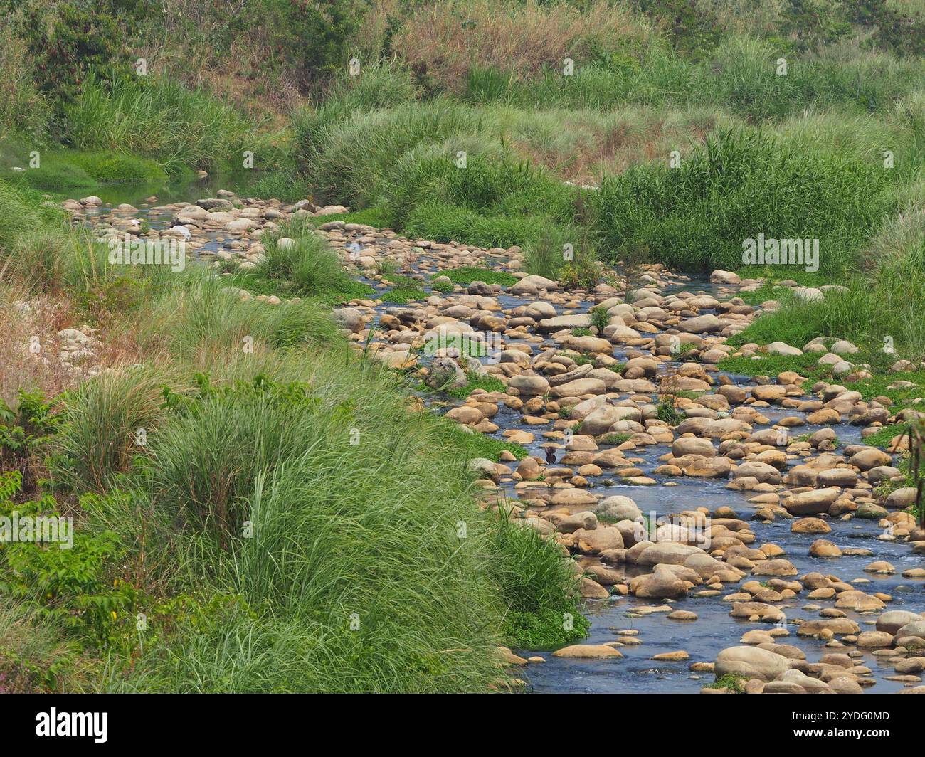 Wild Cane (Saccharum spontaneum Stock Photo - Alamy