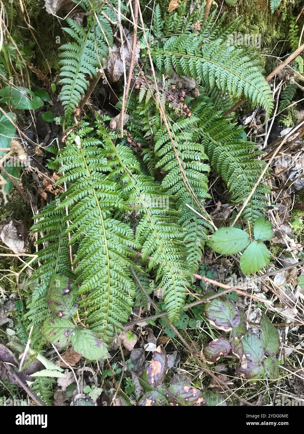 hard shield fern (Polystichum aculeatum Stock Photo - Alamy
