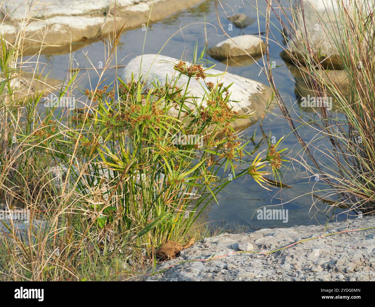Umbrella papyrus (Cyperus alternifolius flabelliformis Stock Photo - Alamy