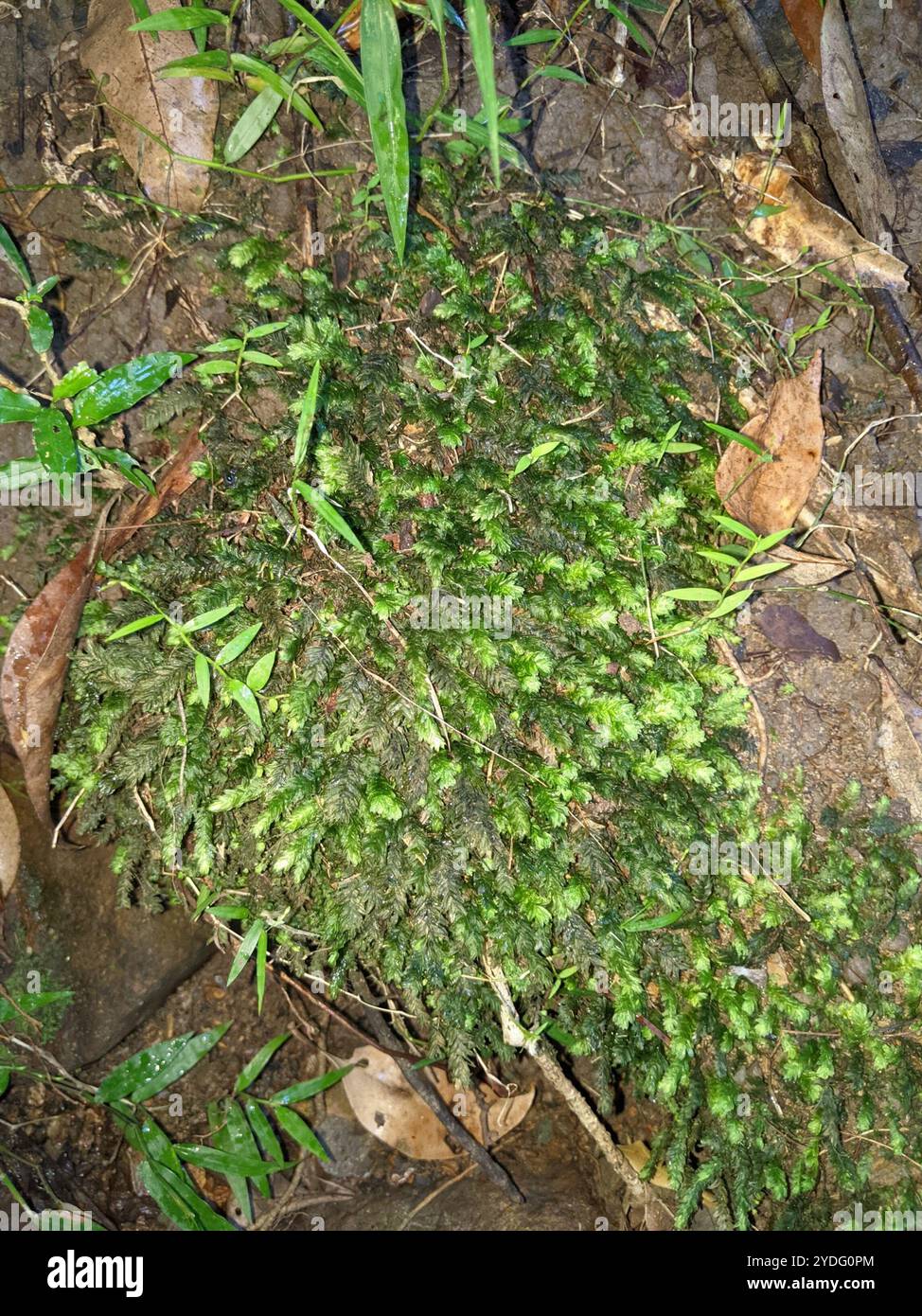 Jungle Thyme-moss (Mesochaete undulata Stock Photo - Alamy