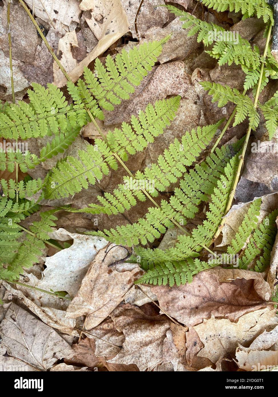 intermediate wood fern (Dryopteris intermedia Stock Photo - Alamy