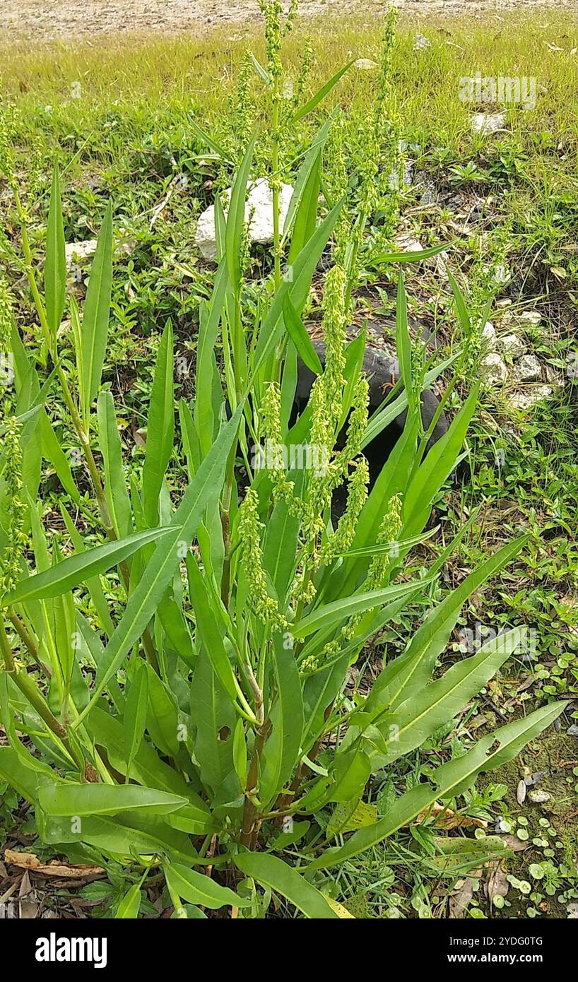 swamp dock (Rumex verticillatus Stock Photo - Alamy