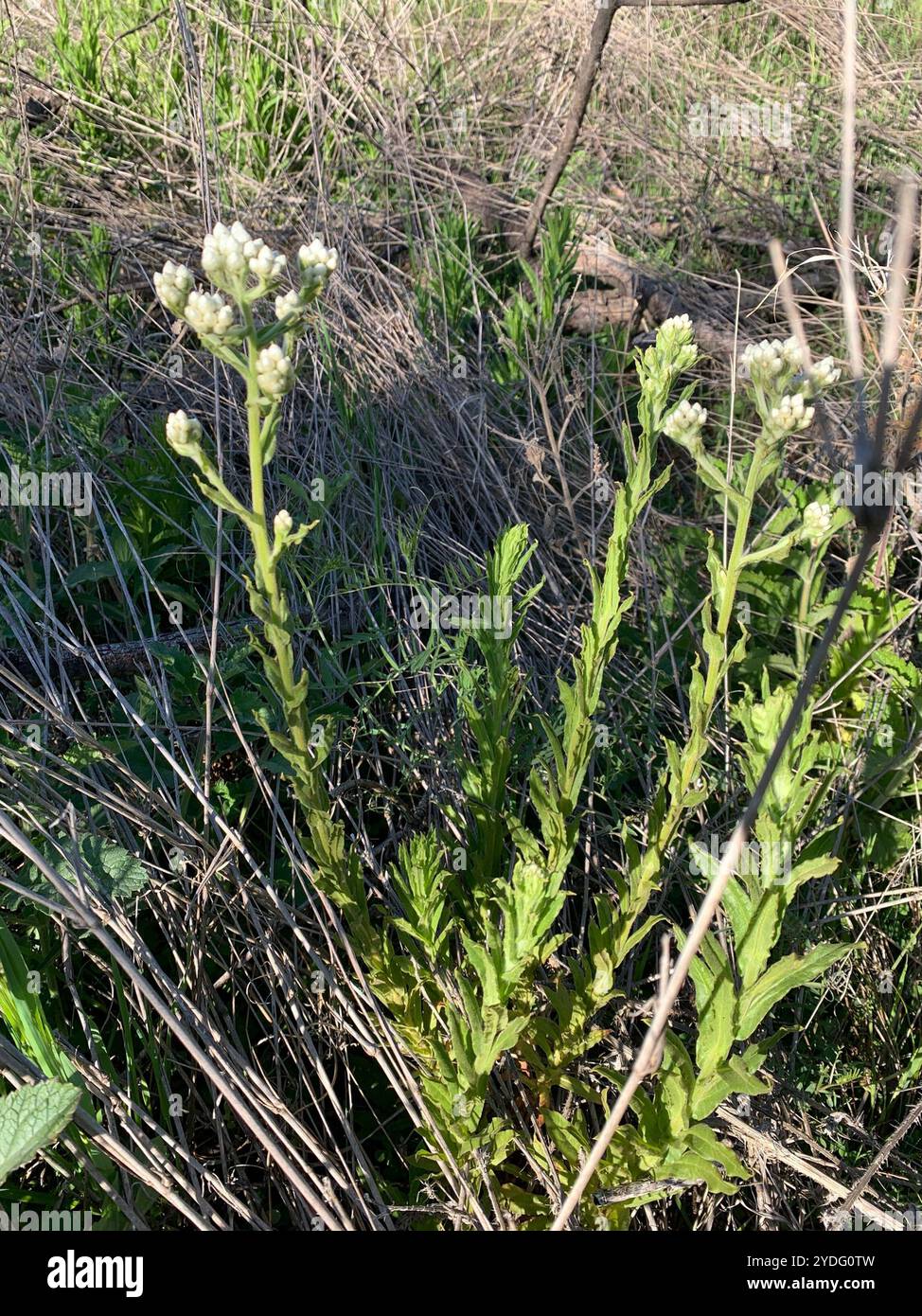 California cudweed (Pseudognaphalium californicum Stock Photo - Alamy