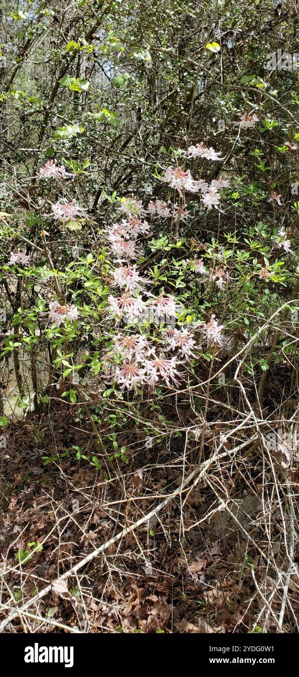 Mountain Azalea (Rhododendron canescens Stock Photo - Alamy