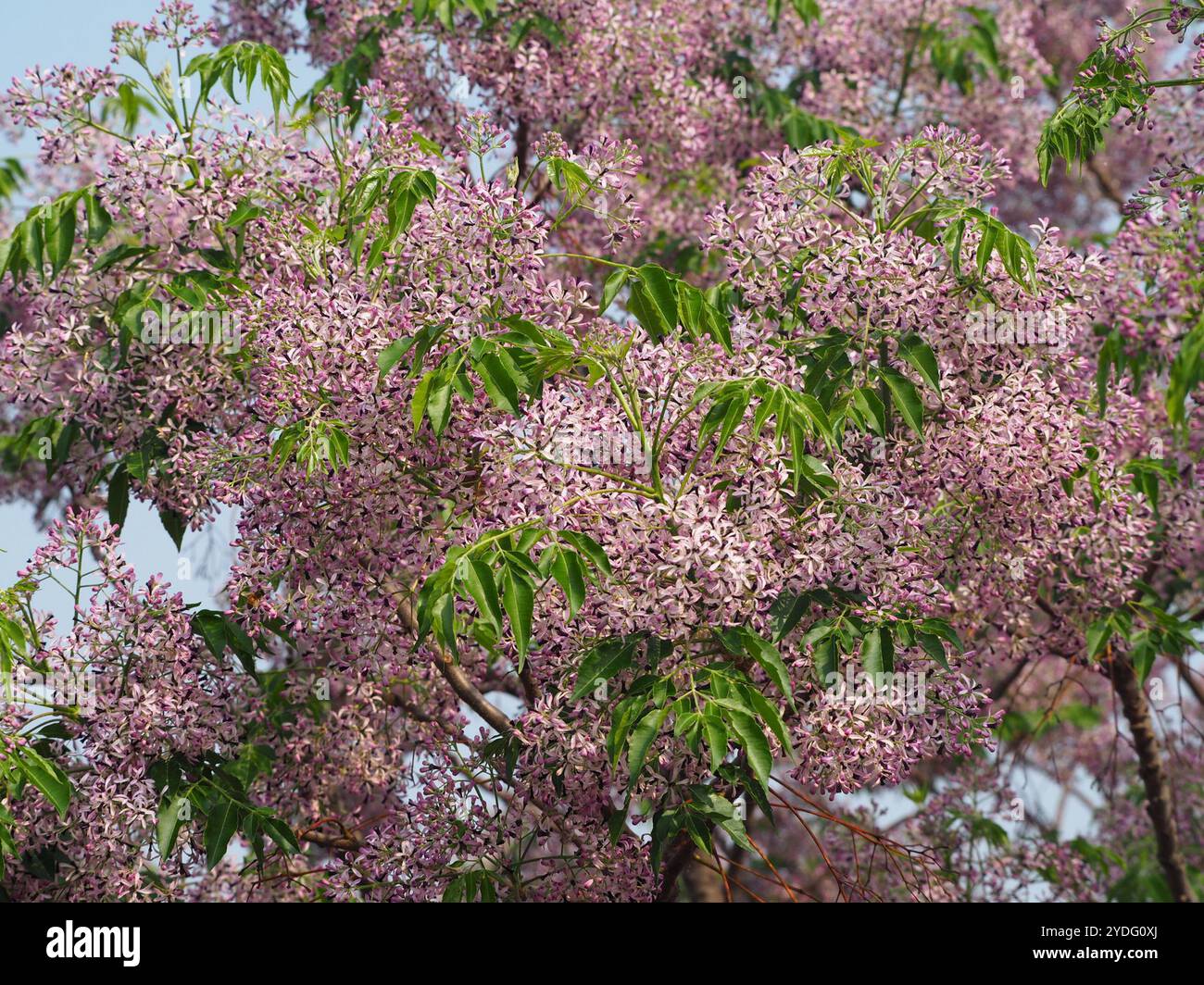 Chinaberry (Melia azedarach Stock Photo - Alamy