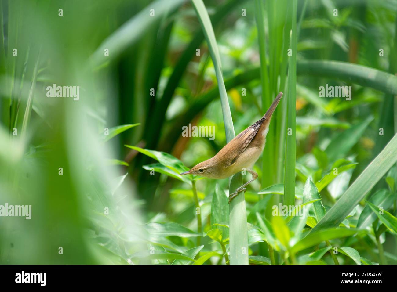 Common (African) Reed (WarblerAcrocephalus baeticatus ) - Kumuzanvu ...