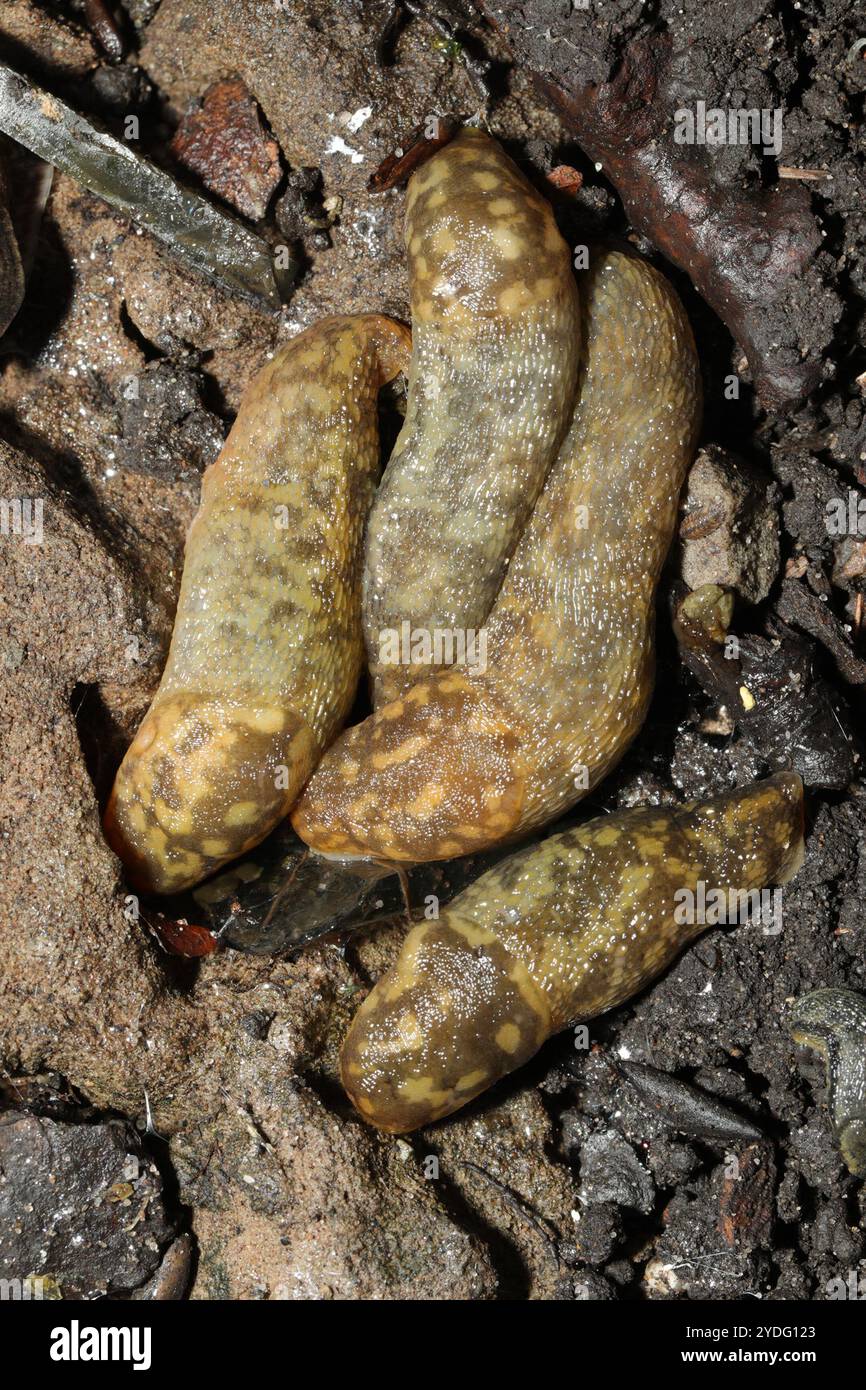 Green Cellar Slug (Limacus maculatus Stock Photo - Alamy