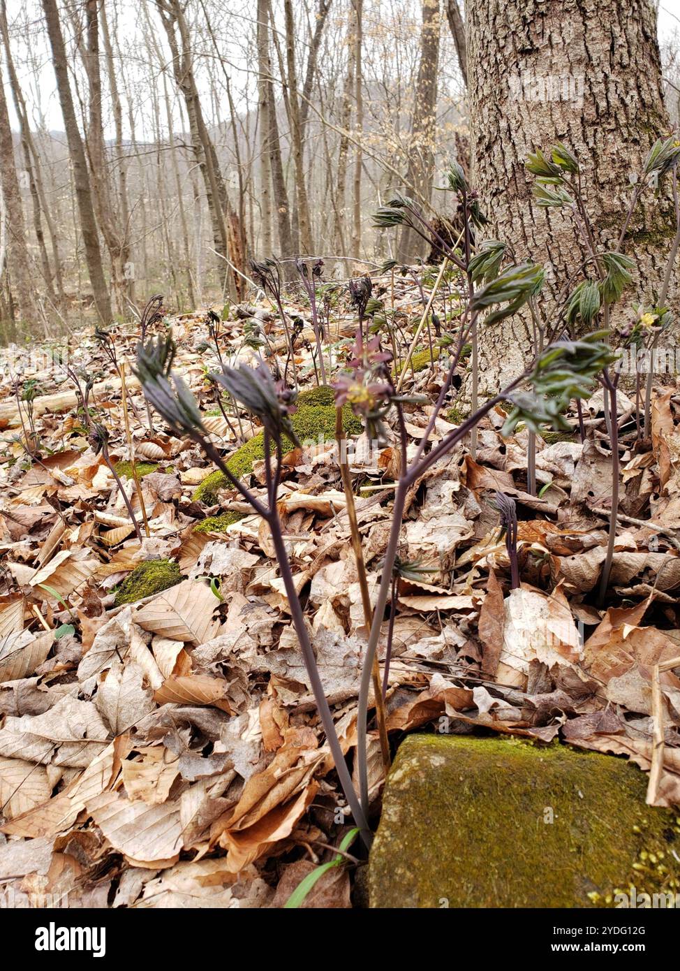 early blue cohosh (Caulophyllum giganteum Stock Photo - Alamy