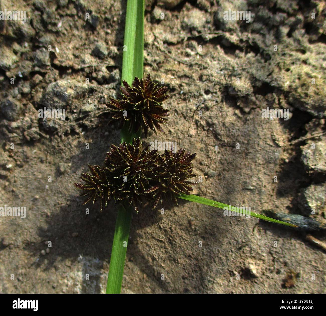 Variable Flatsedge (Cyperus difformis Stock Photo - Alamy