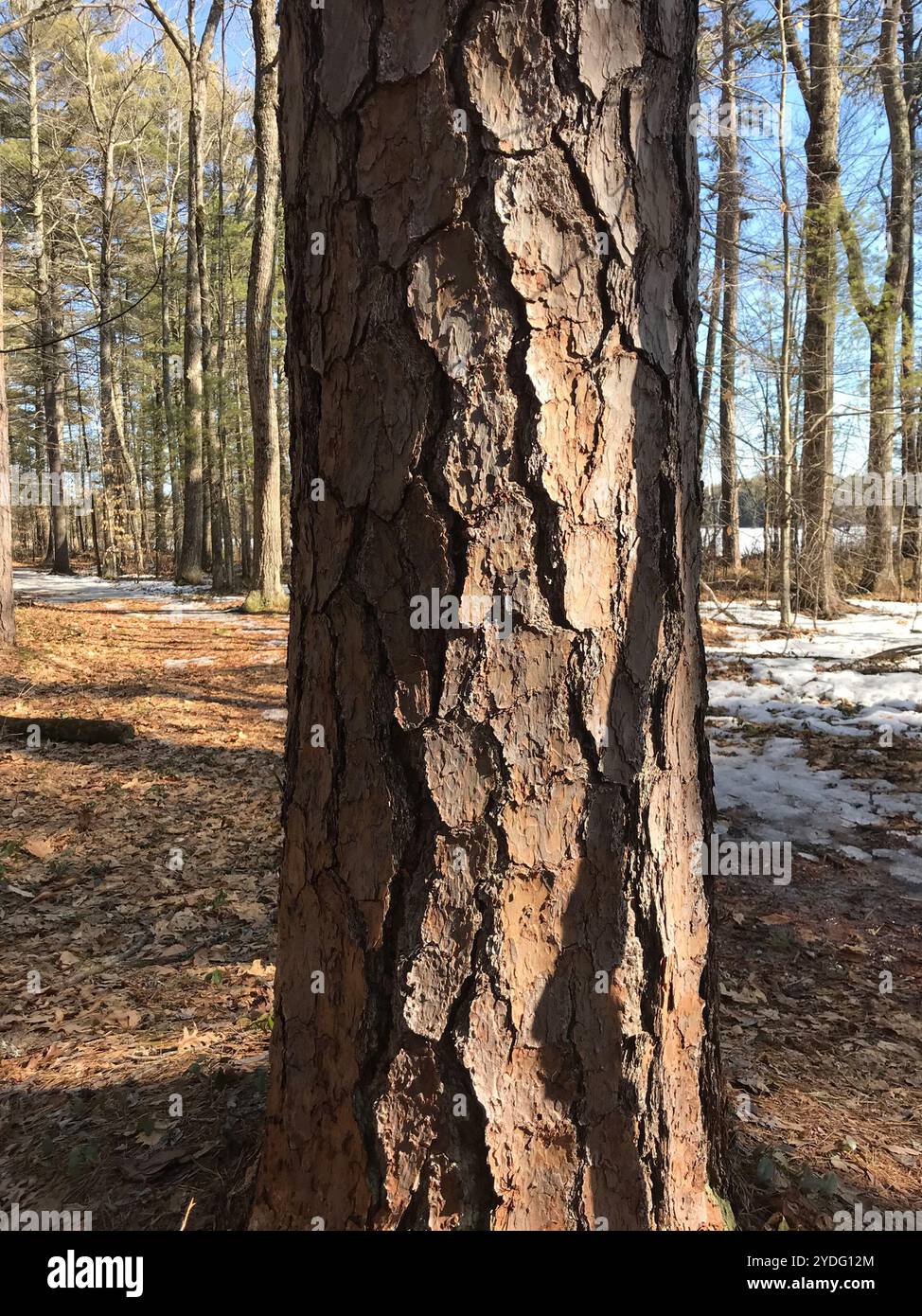 pitch pine (Pinus rigida Stock Photo - Alamy