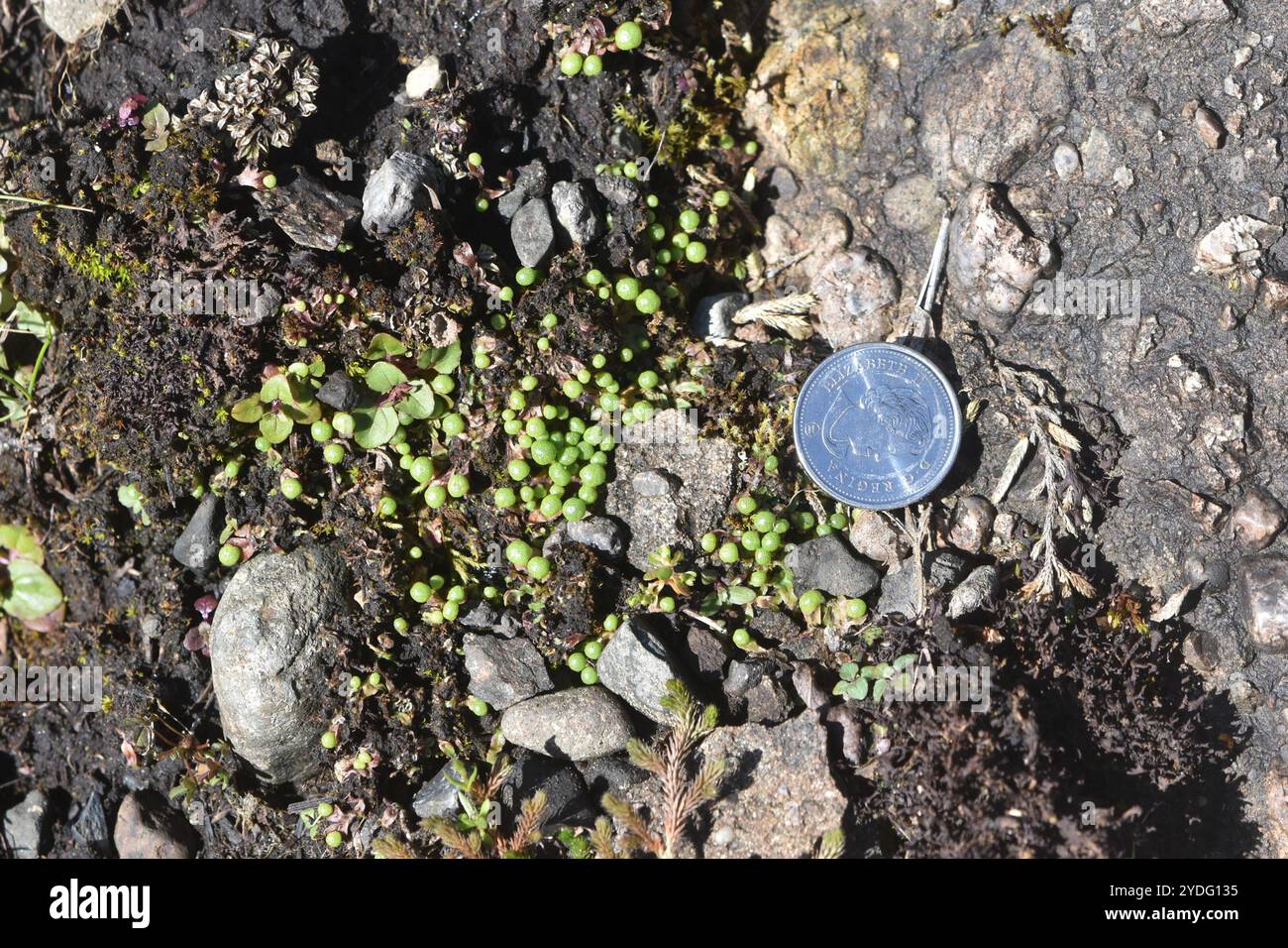 Thin Starwort (Mannia gracilis Stock Photo - Alamy