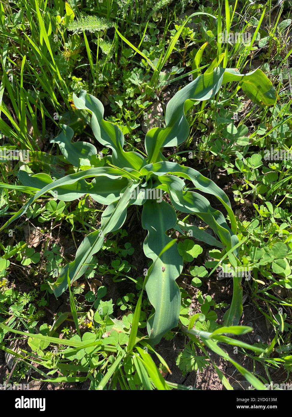 wavy-leafed soap plant (Chlorogalum pomeridianum Stock Photo - Alamy