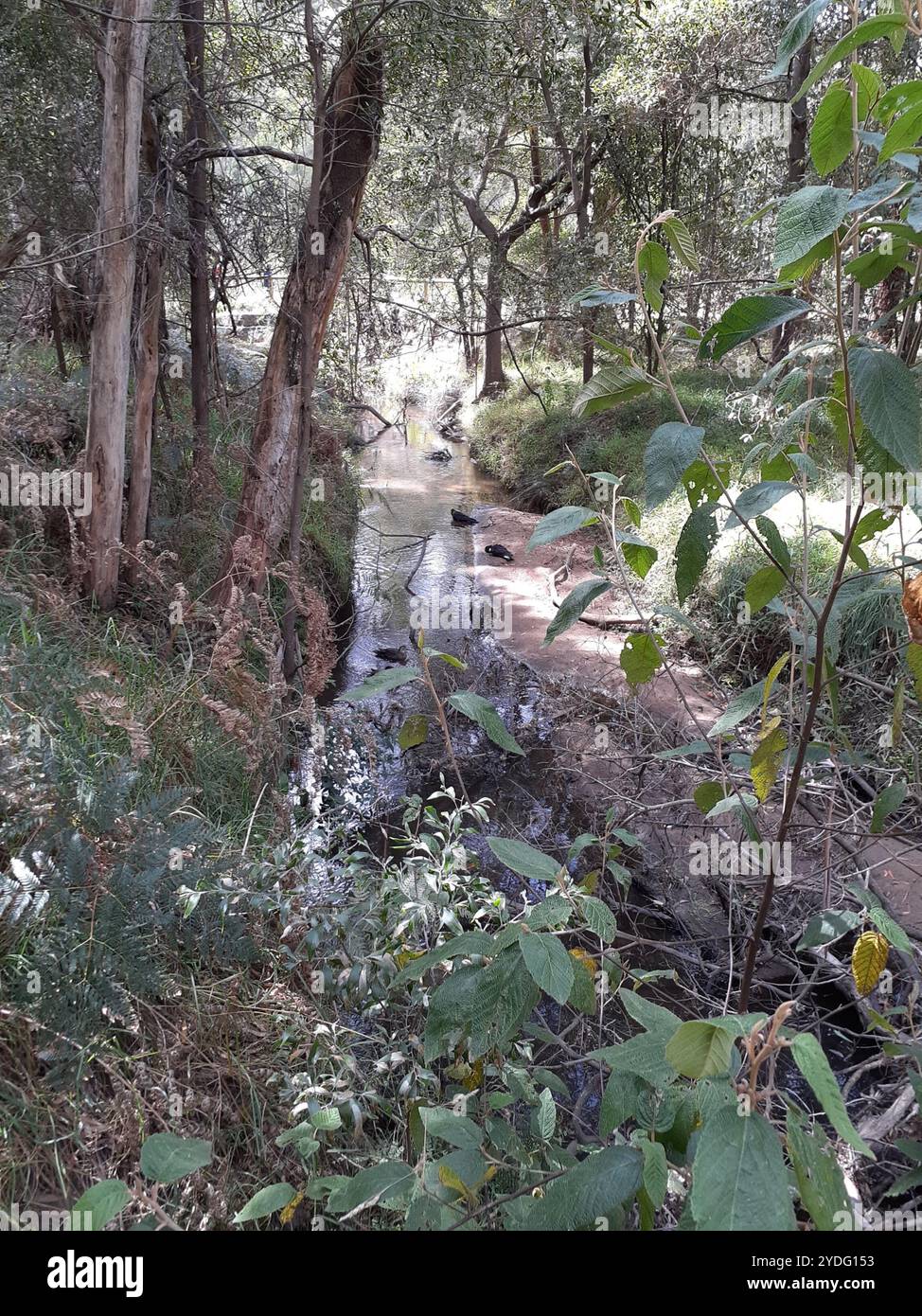 Yellow-tailed Black Cockatoo (Zanda funerea Stock Photo - Alamy