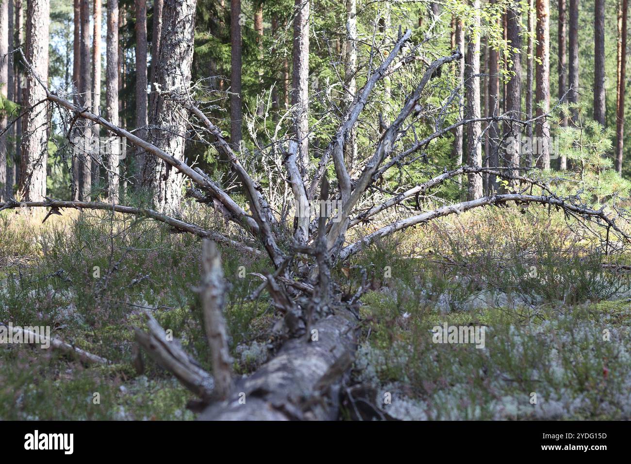 withered tree trunk with branches lying on the ground in the forest ...