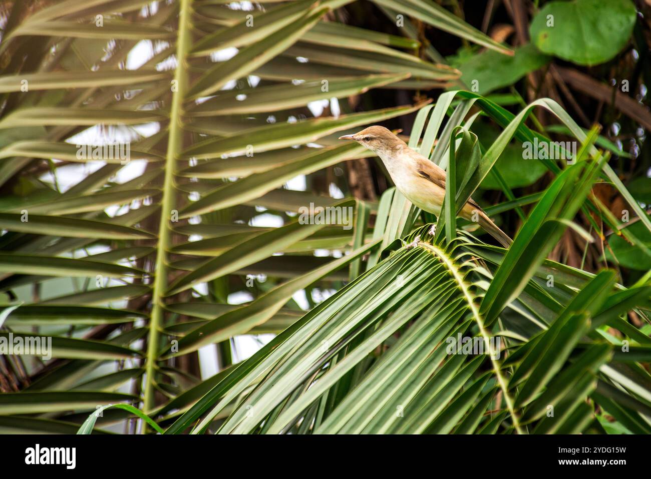 GREATER SWAMP WARBLER - Acrocephalus rufescens in - Kyanja Kampala ...