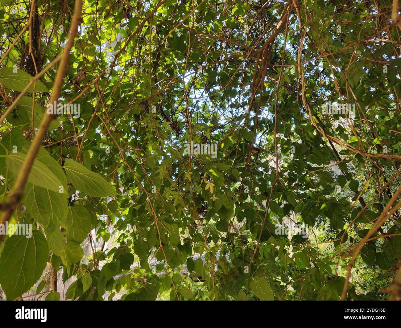 red mulberry (Morus rubra Stock Photo - Alamy