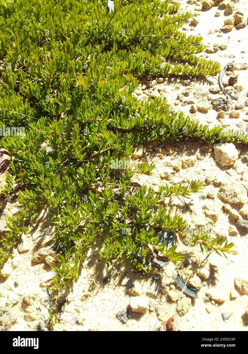 matted bush-pea (Pultenaea pedunculata Stock Photo - Alamy