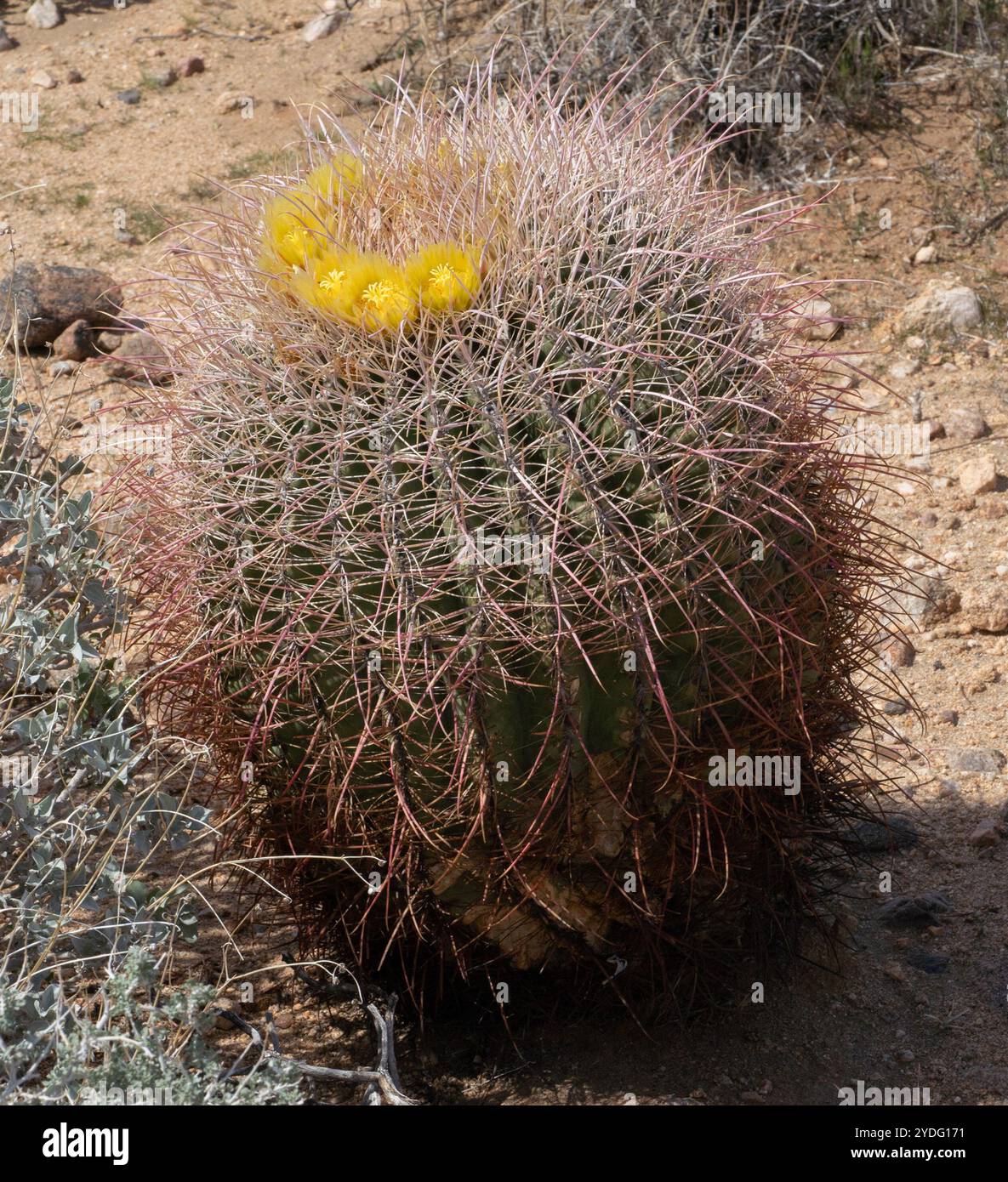 California Barrel Cactus (Ferocactus cylindraceus Stock Photo - Alamy