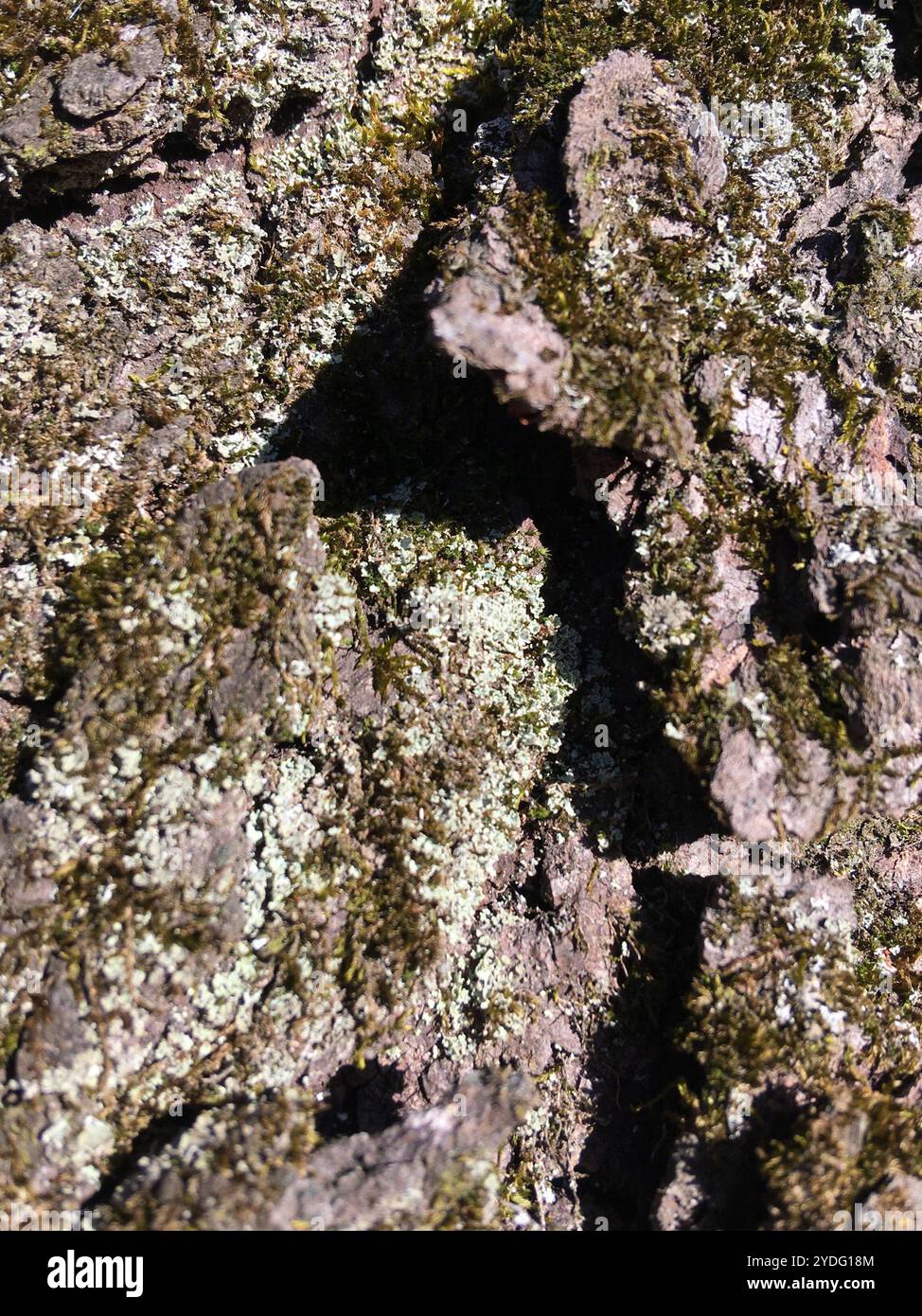 common lichens (Lecanoromycetes Stock Photo - Alamy