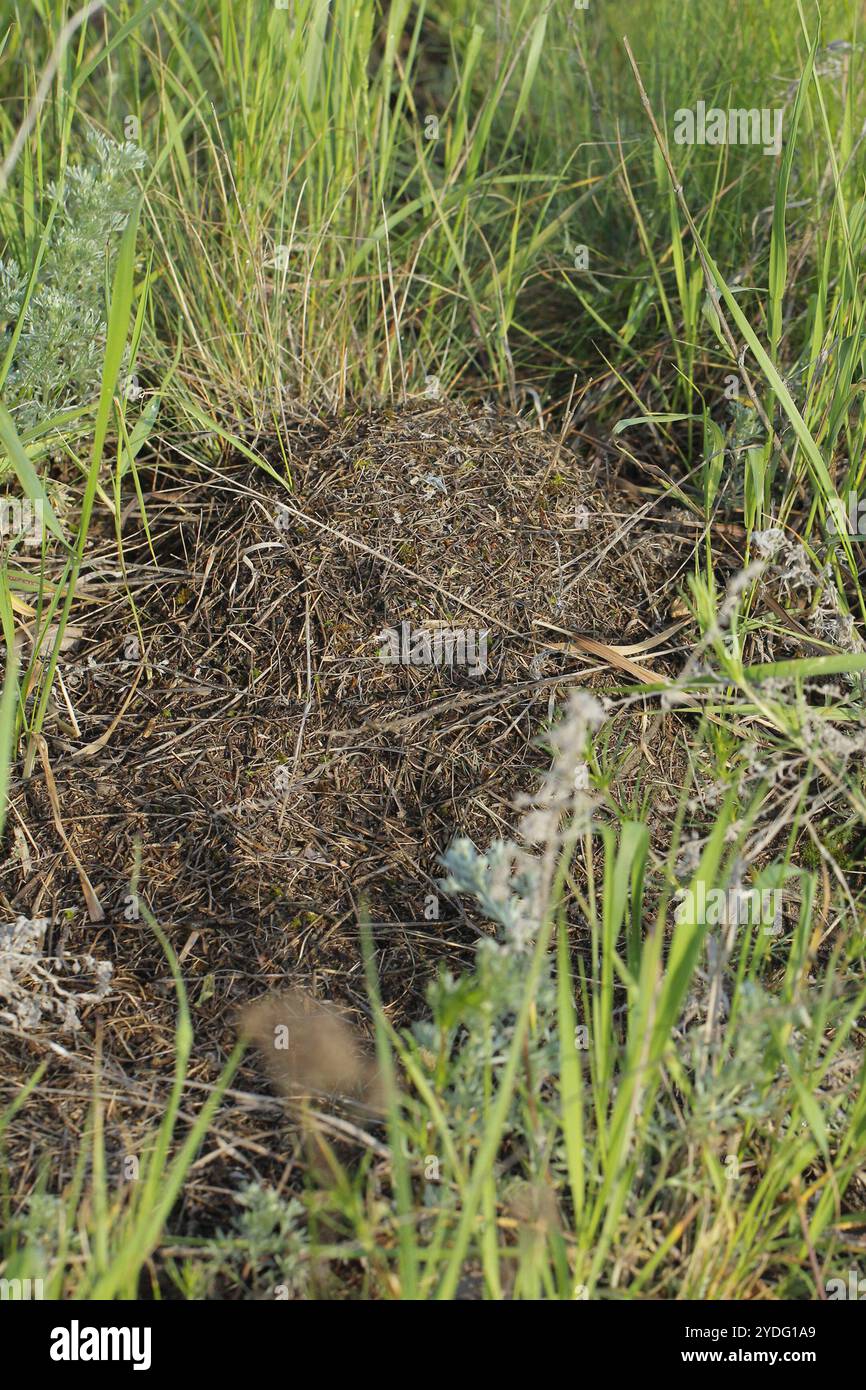 Wood, Mound, and Field Ants (Formica Stock Photo - Alamy