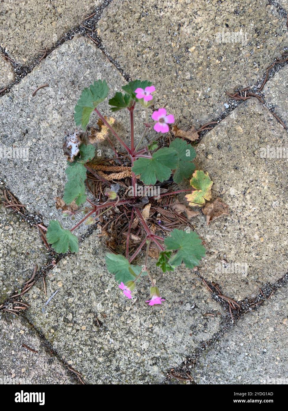 Round-leaved Crane's-bill (Geranium rotundifolium Stock Photo - Alamy